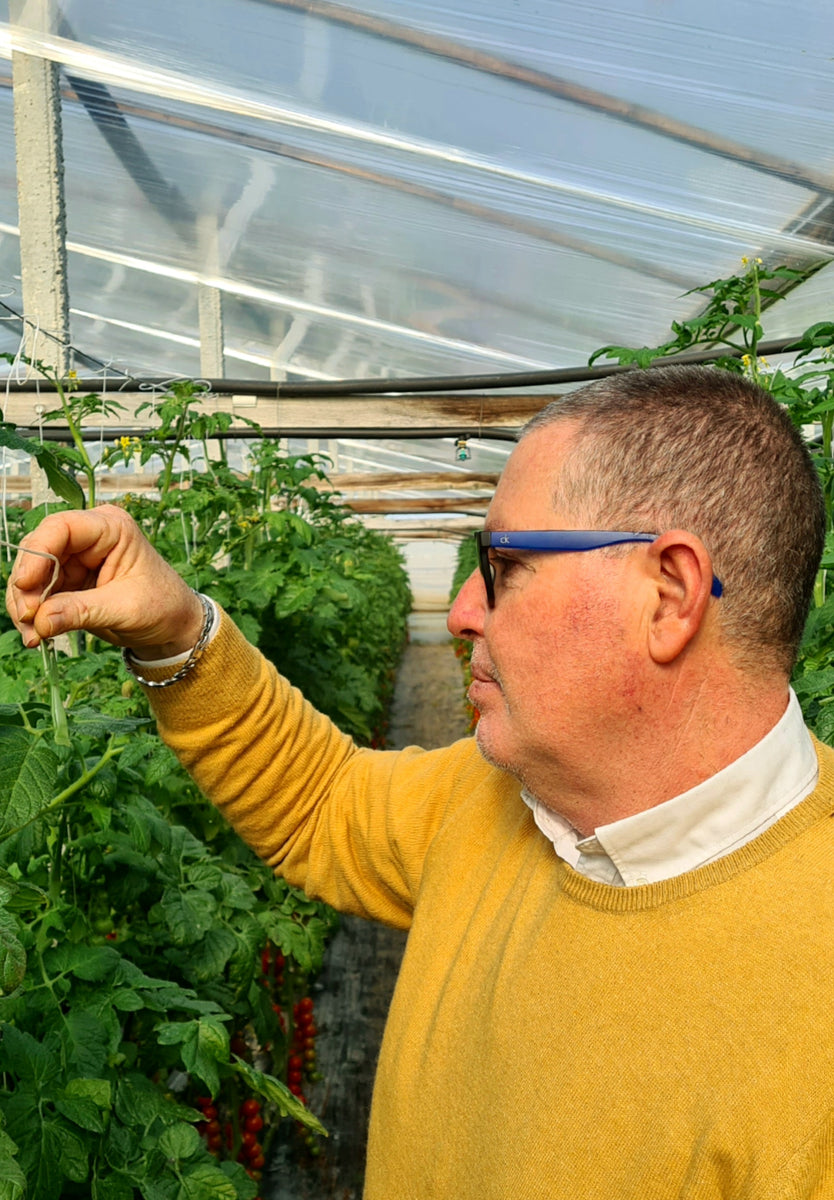 Tutatec Serbios confusione sessuale contro la tuta absoluta pz 30 – NCGsrl